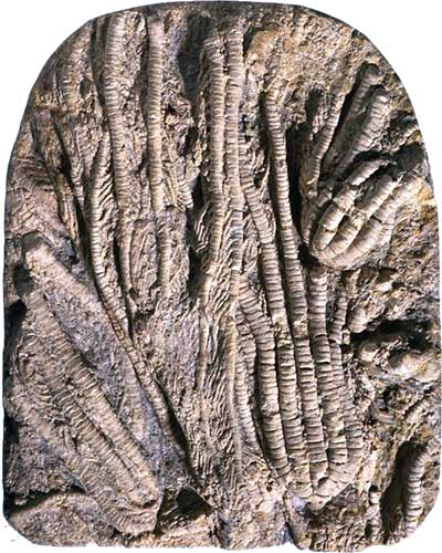 Crinoidea Fóssil: Onde Encontrar? | Mundo Ecologia