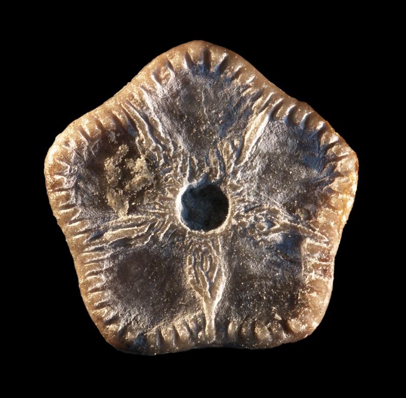 Crinoidea Fóssil: Onde Encontrar? | Mundo Ecologia