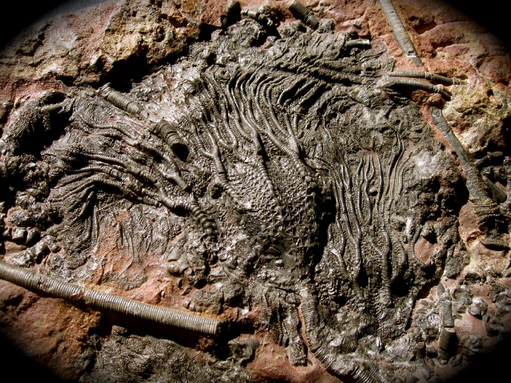 Crinoidea Fóssil: Onde Encontrar? | Mundo Ecologia