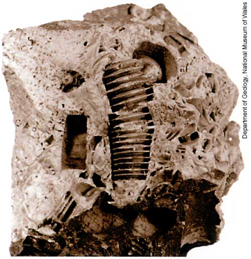 Crinoidea Fóssil: Onde Encontrar? | Mundo Ecologia