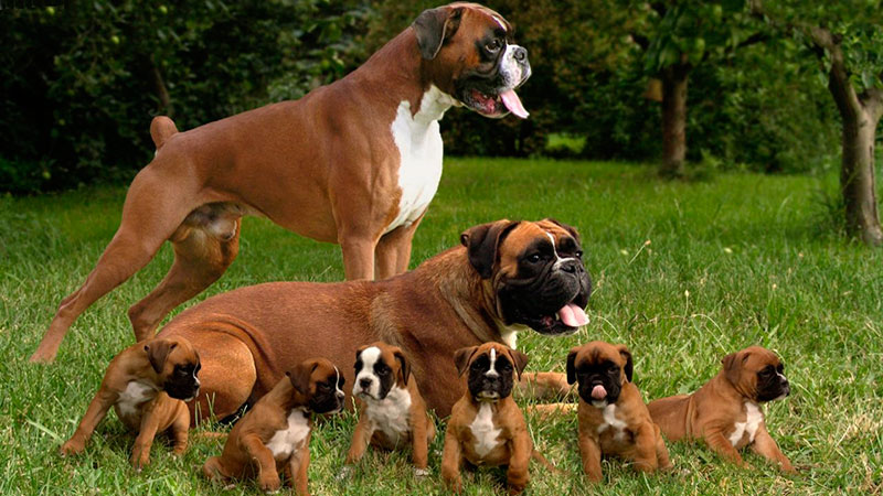 Raça de Cachorro Boxer: Características, Cuidados e Fotos | Mundo Ecologia