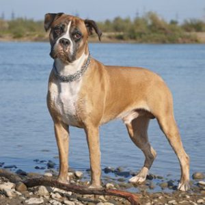 Raça de Cachorro Boxer: Características, Cuidados e Fotos | Mundo Ecologia