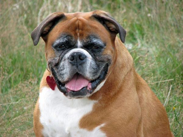 Raça de Cachorro Boxer: Características, Cuidados e Fotos | Mundo Ecologia