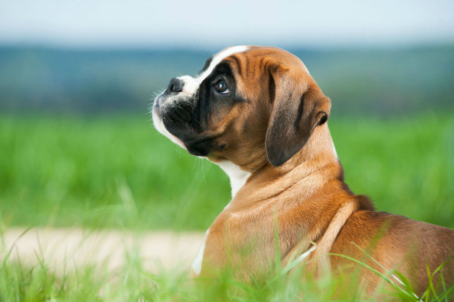 Raça de Cachorro Boxer: Características, Cuidados e Fotos | Mundo Ecologia