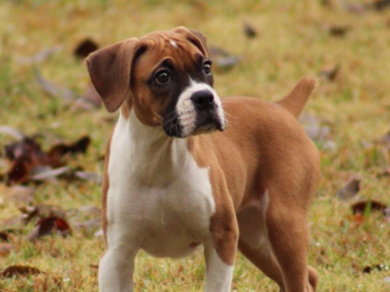 Raça de Cachorro Boxer: Características, Cuidados e Fotos | Mundo Ecologia