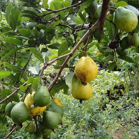 Araçá Boi: Pé, Características, Benefícios E Nome Científico | Mundo ...