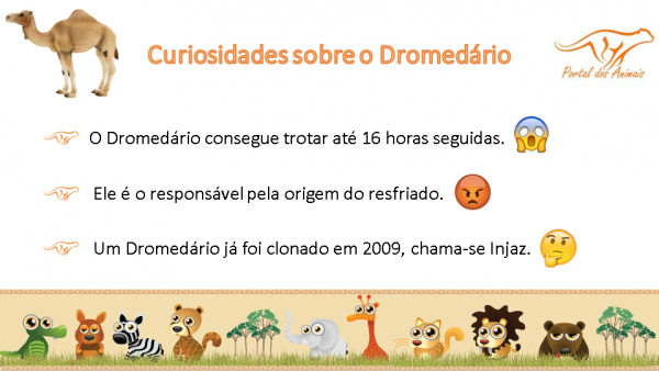Dromedalho ou Dromedário: Qual O Certo? | Mundo Ecologia