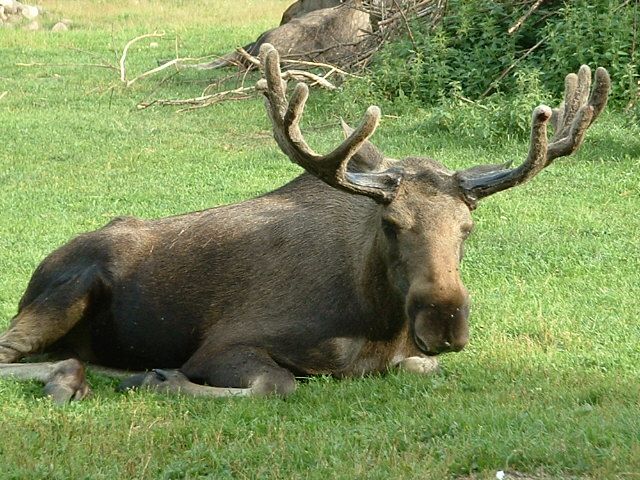 Alce: Caraterísticas, Nome Científico e Fotos – Mundo Ecologia