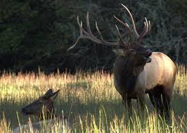 Alce: Caraterísticas, Nome Científico e Fotos – Mundo Ecologia