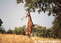 Alce: Caraterísticas, Nome Científico e Fotos – Mundo Ecologia
