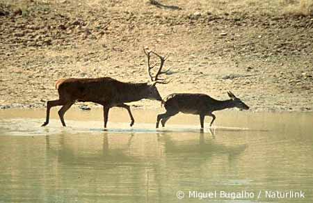 Alce: Caraterísticas, Nome Científico e Fotos – Mundo Ecologia
