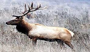 Alce: Caraterísticas, Nome Científico e Fotos – Mundo Ecologia