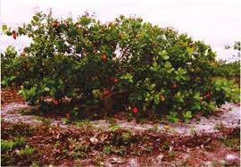 Cajueiro: Raiz, Caule, Folha, Fruta, Flor e Fotos – Mundo Ecologia