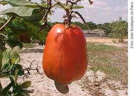 Cajueiro: Raiz, Caule, Folha, Fruta, Flor e Fotos – Mundo Ecologia
