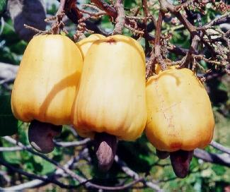 Cajueiro: Raiz, Caule, Folha, Fruta, Flor e Fotos – Mundo Ecologia