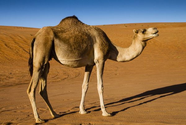 Dromedalho ou Dromedário: Qual O Certo? | Mundo Ecologia