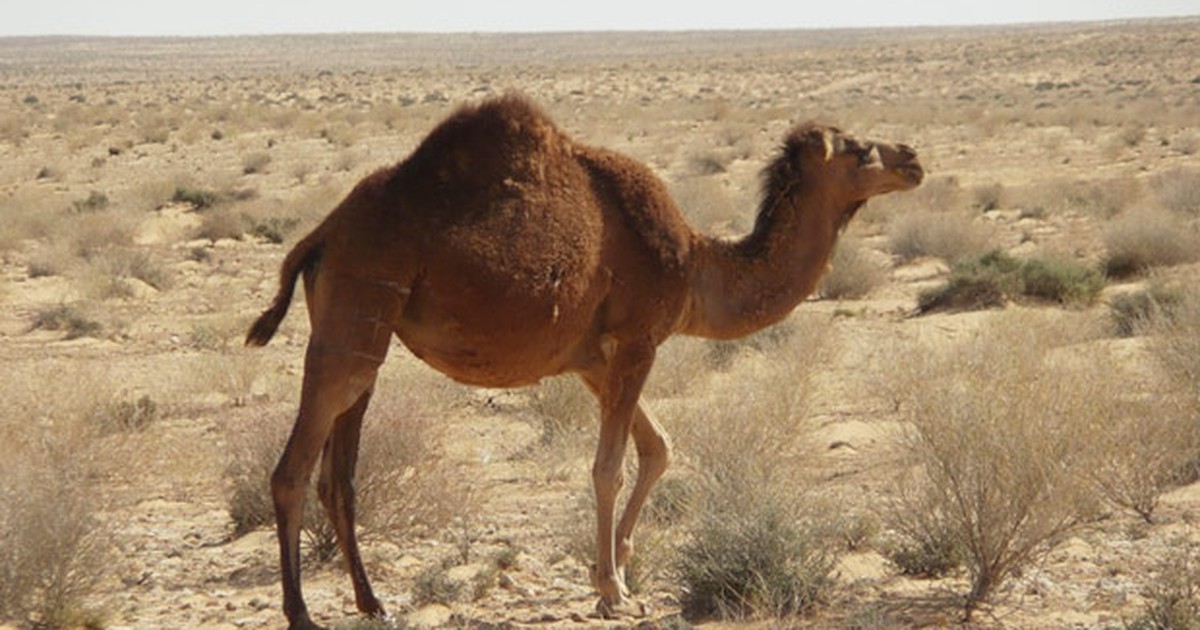 Dromedalho ou Dromedário: Qual O Certo? | Mundo Ecologia