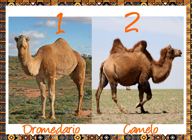 Dromedalho ou Dromedário: Qual O Certo? | Mundo Ecologia