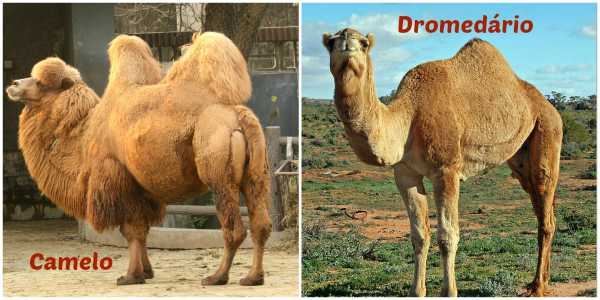 Dromedalho ou Dromedário: Qual O Certo? | Mundo Ecologia