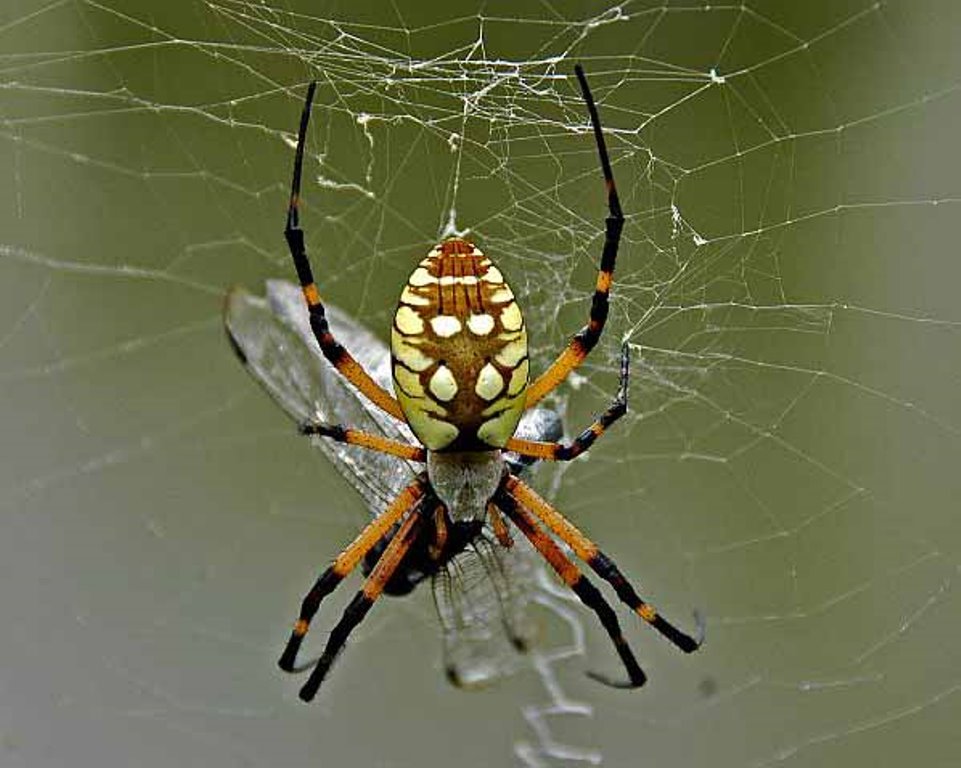 Curiosidades Sobre Aranhas e Fatos Interessantes | Mundo Ecologia