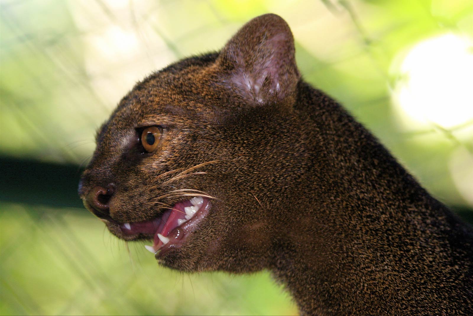 Felinos Raros e Exóticos (Com Fotos) | Mundo Ecologia