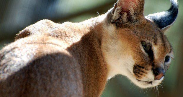 Felinos Raros e Exóticos (Com Fotos) | Mundo Ecologia