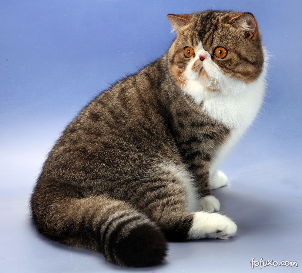 Felinos Raros e Exóticos (Com Fotos) | Mundo Ecologia