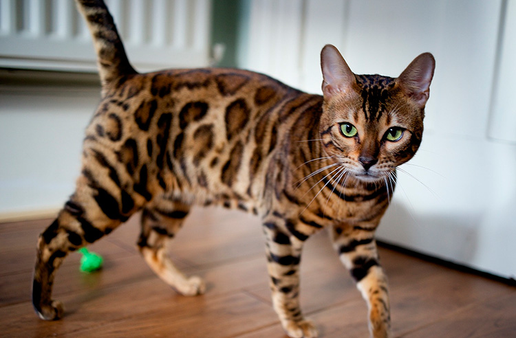 Felinos Raros e Exóticos (Com Fotos) | Mundo Ecologia
