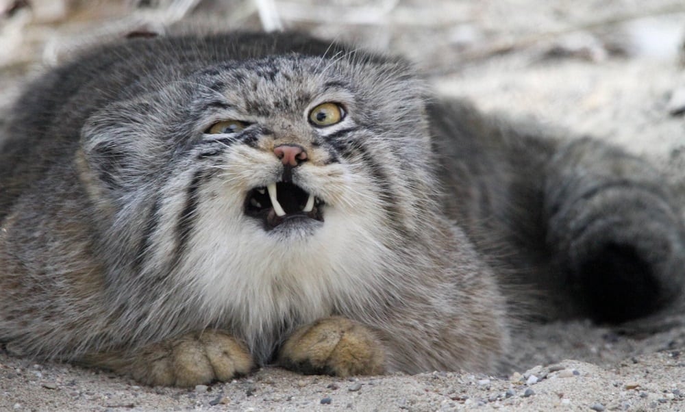 Felinos Raros e Exóticos (Com Fotos) | Mundo Ecologia