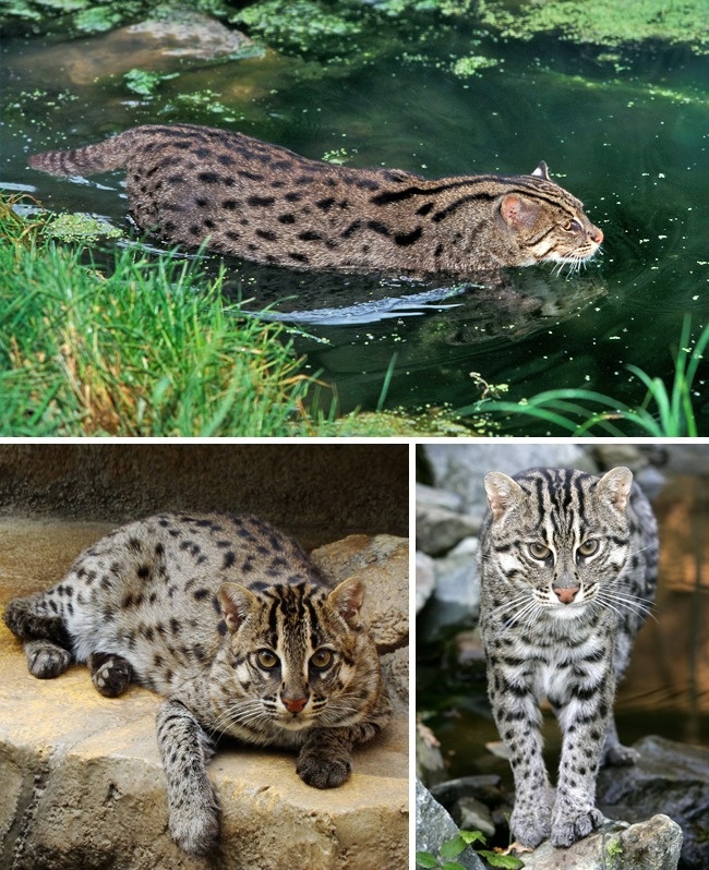 Felinos Raros e Exóticos (Com Fotos) – Mundo Ecologia