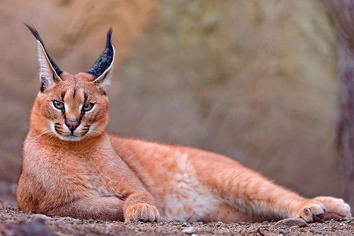 Felinos Raros e Exóticos (Com Fotos) – Mundo Ecologia