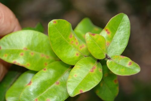 Ferrugem no Araçá: O Que é e Como Resolver | Mundo Ecologia