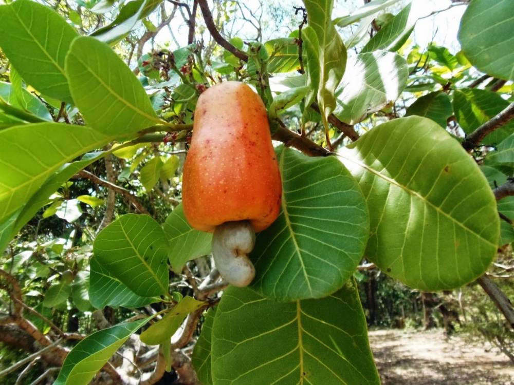 Cajueiro: Raiz, Caule, Folha, Fruta, Flor e Fotos – Mundo Ecologia
