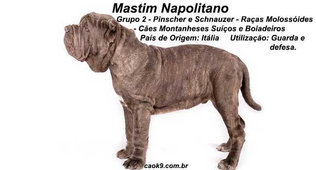 Curiosidades Sobre o Mastim Napolitano e Fatos Interessantes – Mundo ...