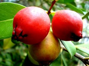 Benefícios e Malefícios da Fruta Araçá | Mundo Ecologia