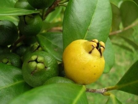 Benefícios e Malefícios da Fruta Araçá – Mundo Ecologia