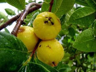 Benefícios e Malefícios da Fruta Araçá – Mundo Ecologia