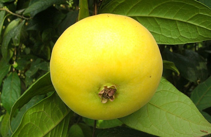 Benefícios e Malefícios da Fruta Araçá – Mundo Ecologia