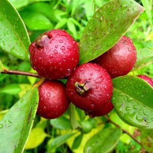 Benefícios e Malefícios da Fruta Araçá | Mundo Ecologia