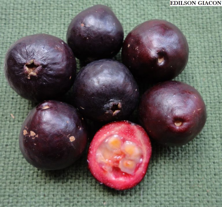 Araçá Preto: Pé, Características, Benefícios E Nome Científico | Mundo ...