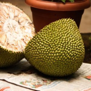 Como Abrir e Limpar Uma Jaca? Qual é a Época da Jaca? – Mundo Ecologia