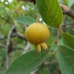 Tudo Sobre a Gabiroba: Características, Nome Científico e Imagens ...