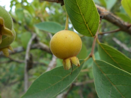 Tudo Sobre a Gabiroba: Características, Nome Científico e Imagens ...