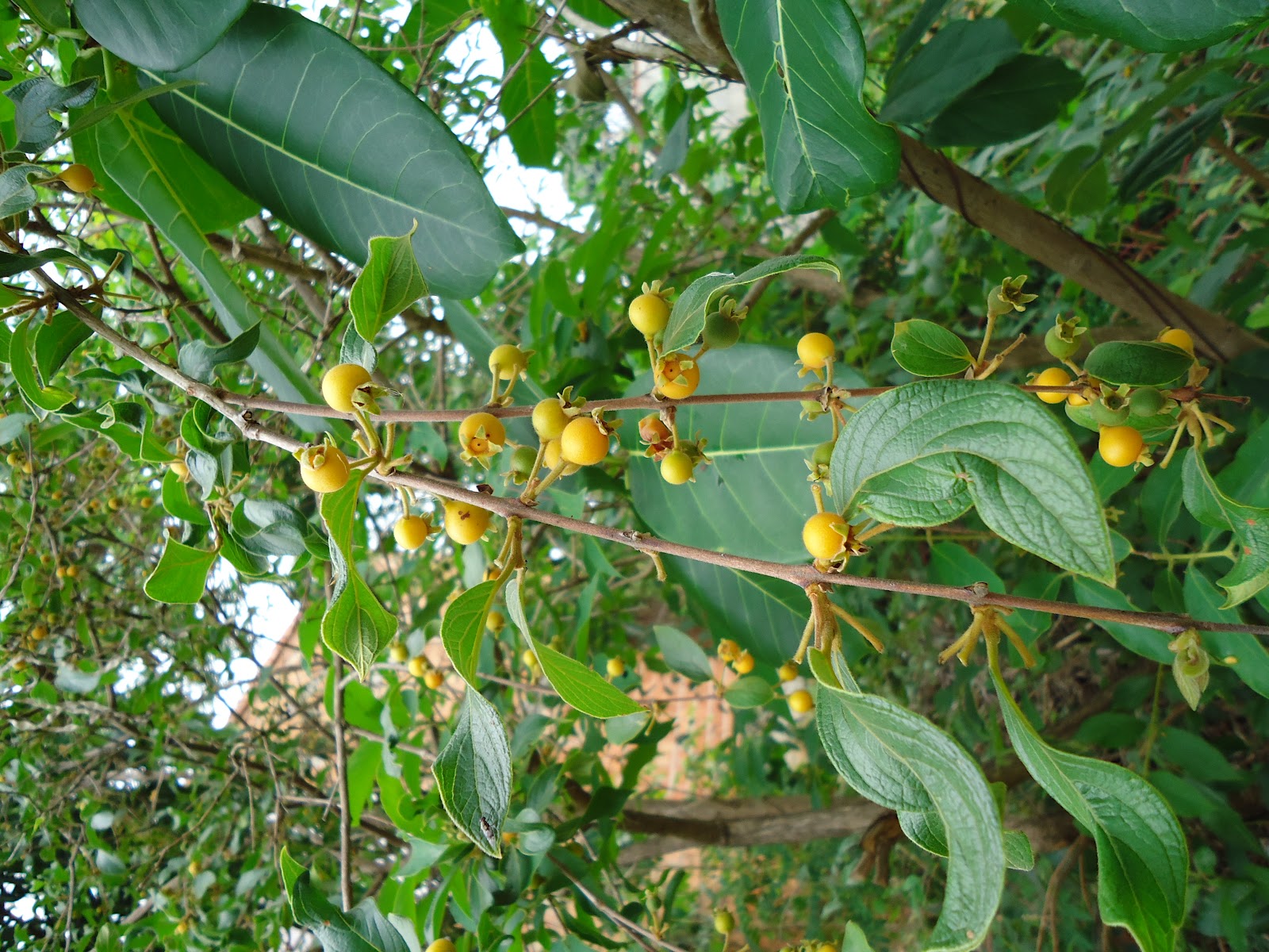 Tudo Sobre a Gabiroba: Características, Nome Científico e Imagens ...