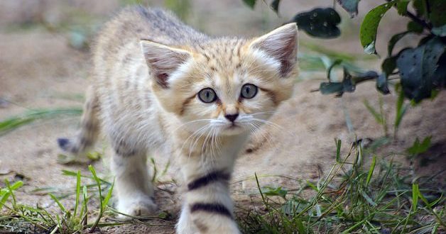 Lista Felinos Pequenos com Nomes e Fotos | Mundo Ecologia