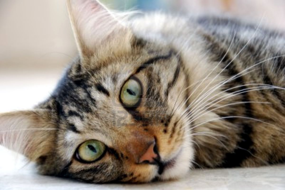 Lista Felinos Pequenos com Nomes e Fotos | Mundo Ecologia