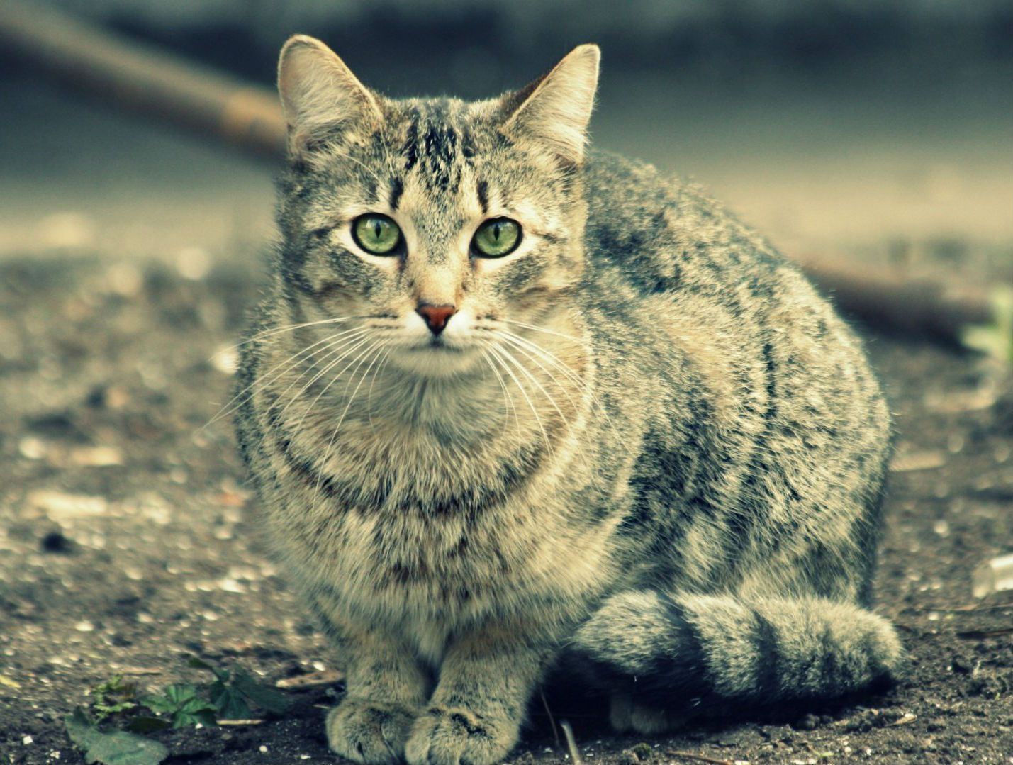 Lista Felinos Pequenos com Nomes e Fotos | Mundo Ecologia