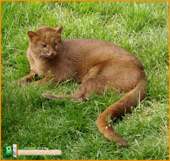 Lista Felinos Pequenos com Nomes e Fotos | Mundo Ecologia