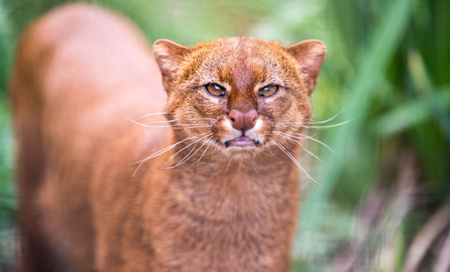 Lista Felinos Pequenos com Nomes e Fotos | Mundo Ecologia