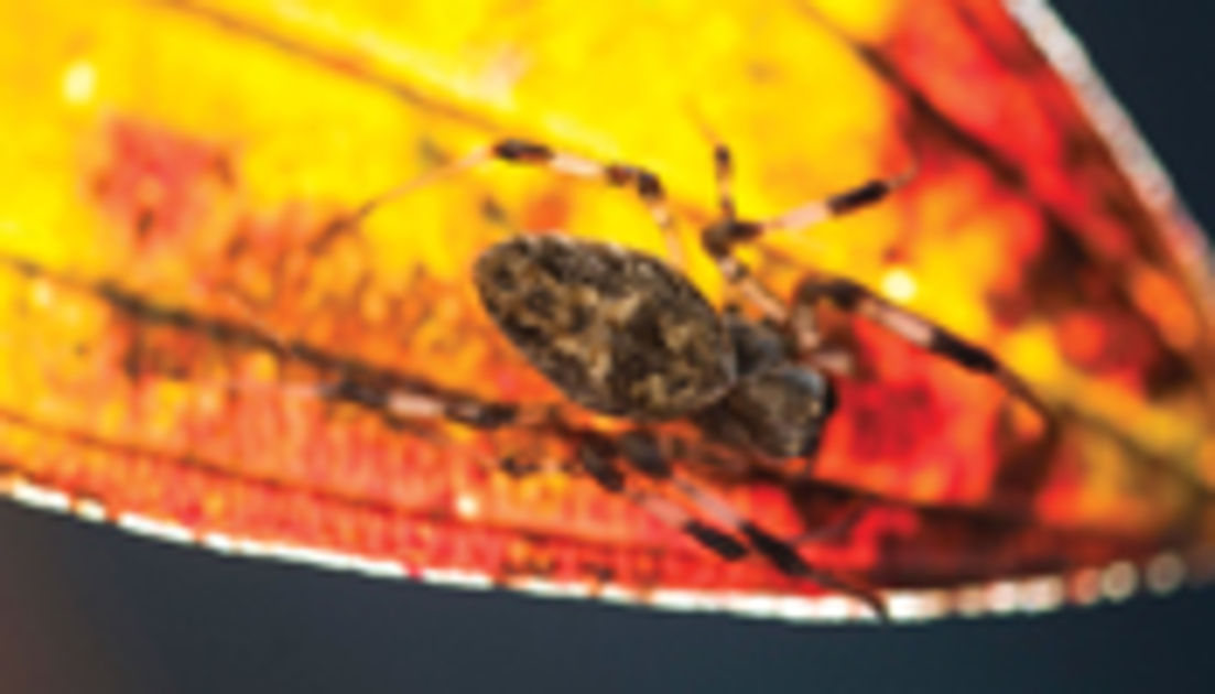 Aranha-Maria-Bola é Venenosa? Características e Nome Científico | Mundo ...